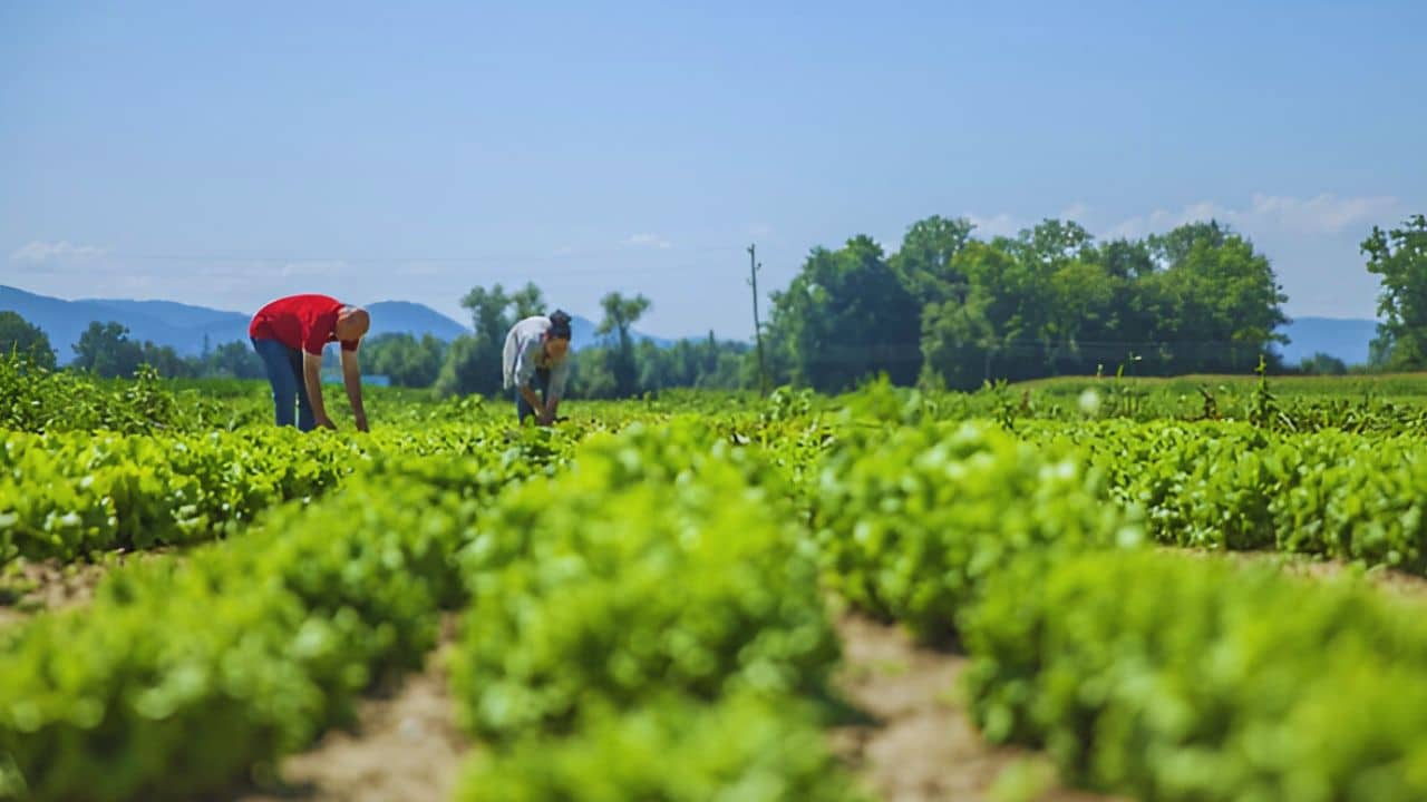 10 Amenazas Agricultura Dominicana - Problemas Sector Agrícola